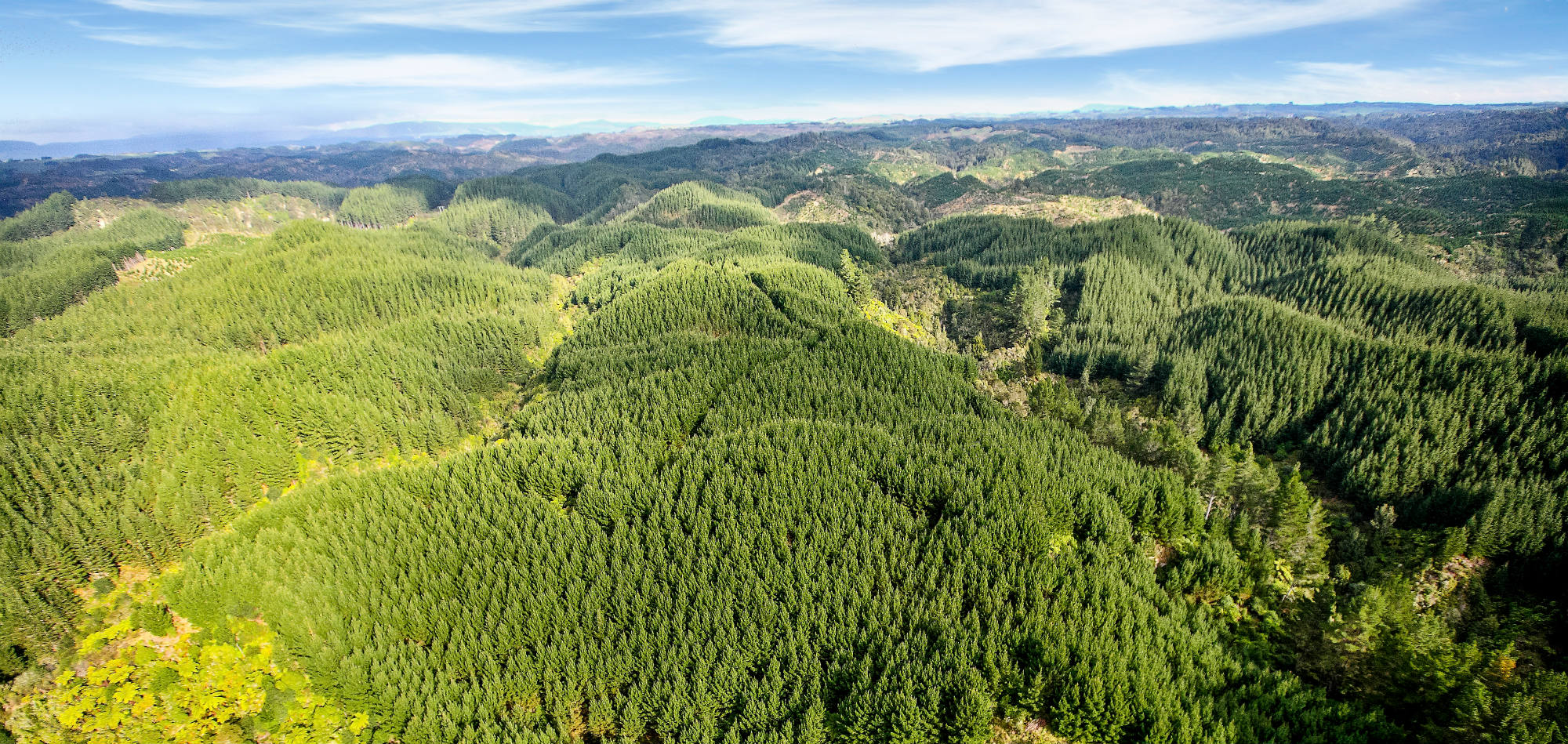 NZ Forest Sales - Marketing Specialist for Forest Assets